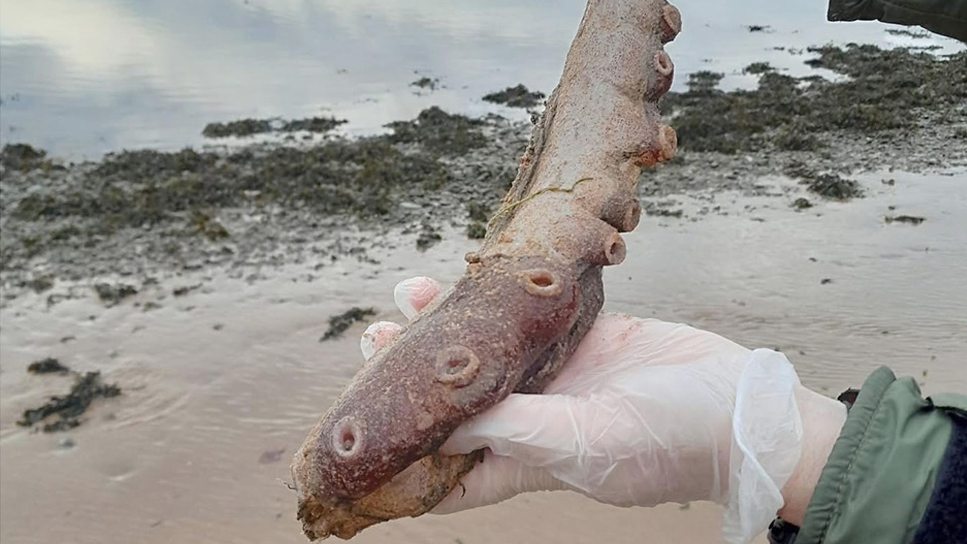 Mystery solved after ‘tentacles’ wash up on Scottish beach – BRFM